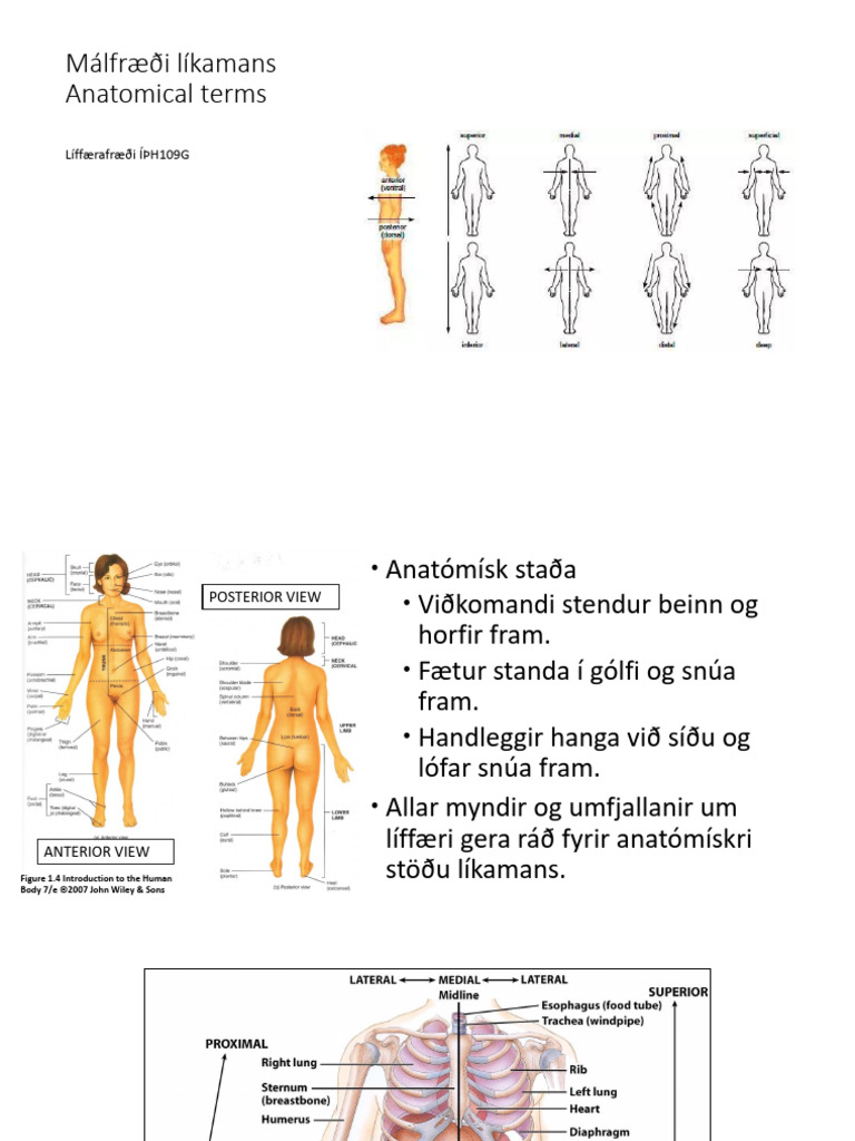Anatomical Terms | PDF