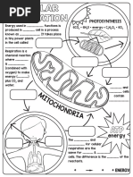 Video Recap of Osmosis by Amoeba Sisters Answer Set | PDF | Osmosis ...