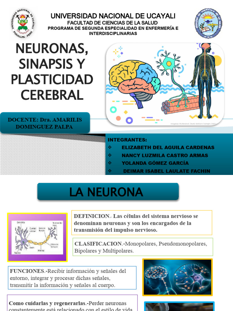 Neuronas Sinapsis Y Neuroplasticidad Cerebral Descargar Gratis Pdf