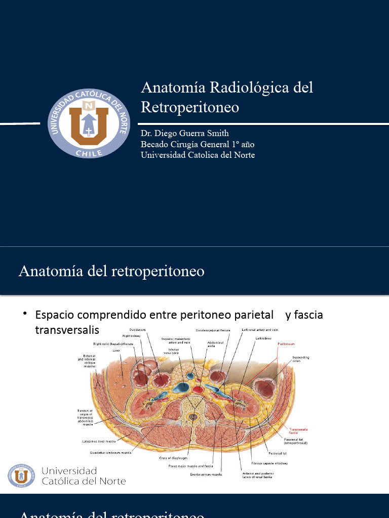Anatomia Retroperitoneo | PDF | Riñón | Abdomen