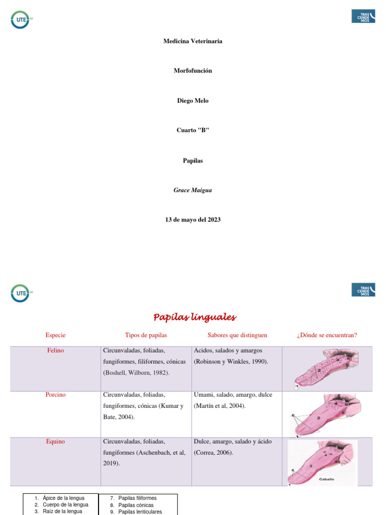 Tipos y funciones de papilas linguales | PDF