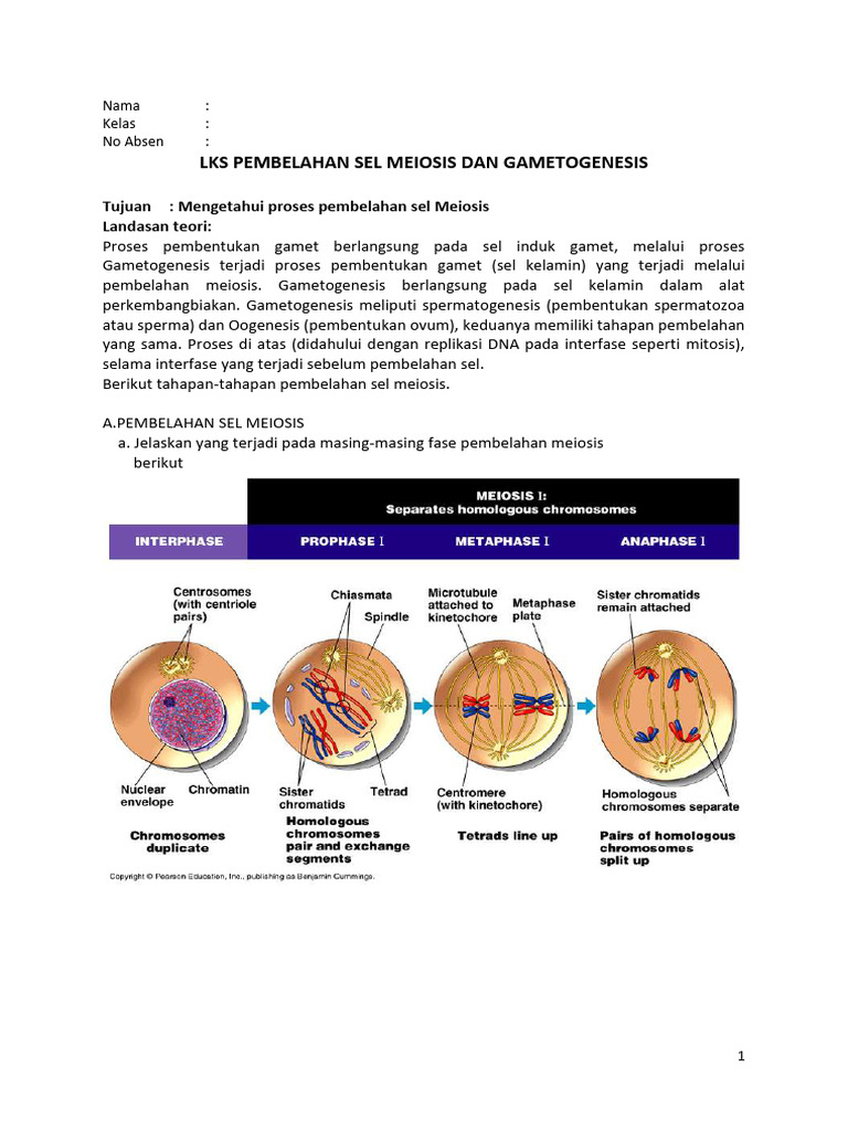 LKS 2 Pembelahan Meiosis Dan Gametogenesis | PDF