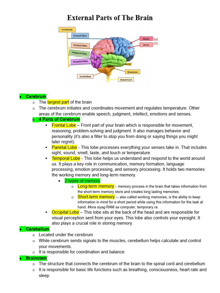 Overview of Brain's External Structures | PDF | Cerebrum | Brain