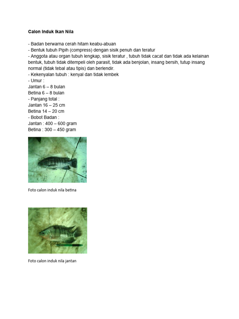 Calon Induk Ikan Nila | PDF