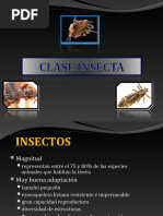 Anatomia Mosca Completa Con Imagenes | PDF
