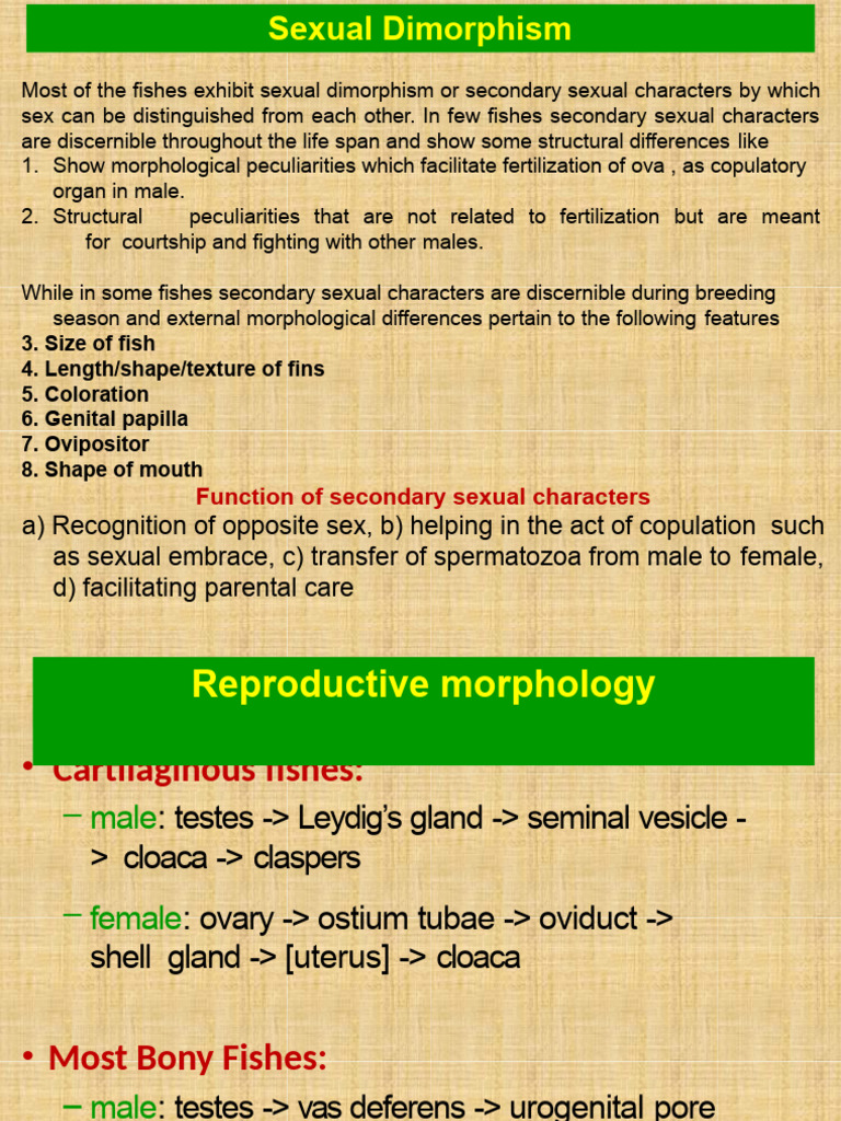 Reproduction (1) PPT | PDF | Reproductive System | Testicle