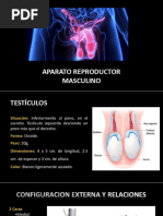 Capas del escroto y su anatomía | PDF