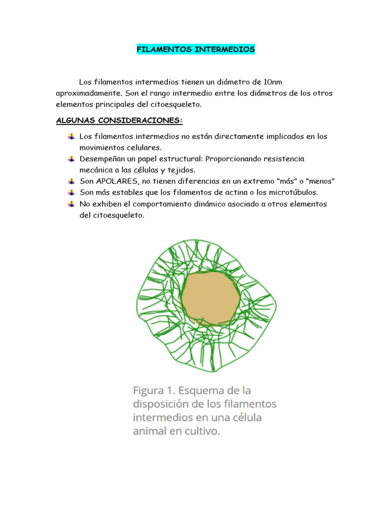 Filamentos Intermedios: Estructura y Función | PDF | Citoesqueleto ...