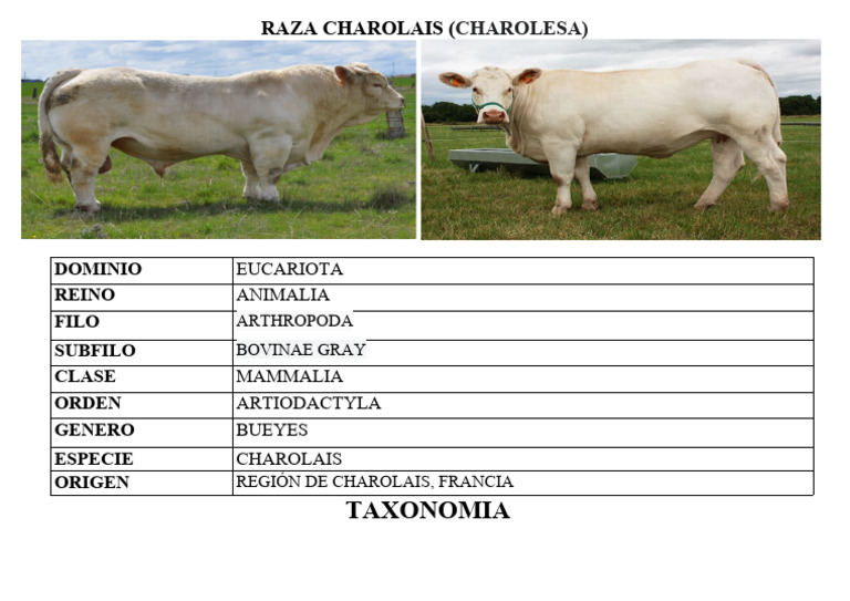RAZA CHAROLAIS MARCO | PDF