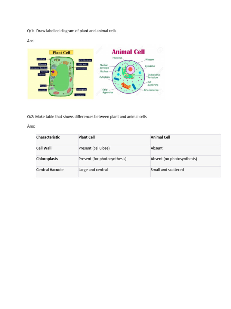 Plant vs. Animal Cells: Diagram & Table | PDF