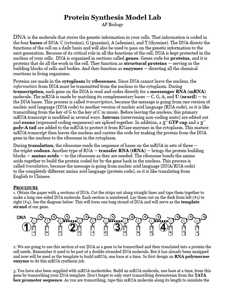 Protein Synthesis Model Lab | PDF | Translation (Biology) | Rna