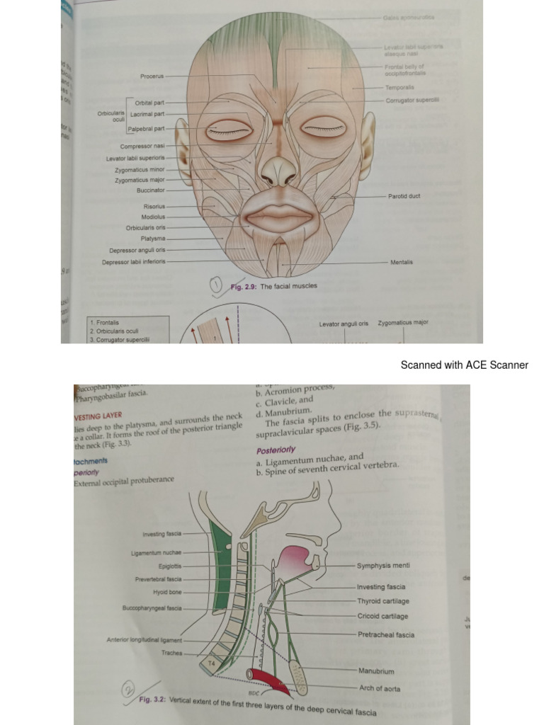 Head & Neck - Gross Anatomy | PDF