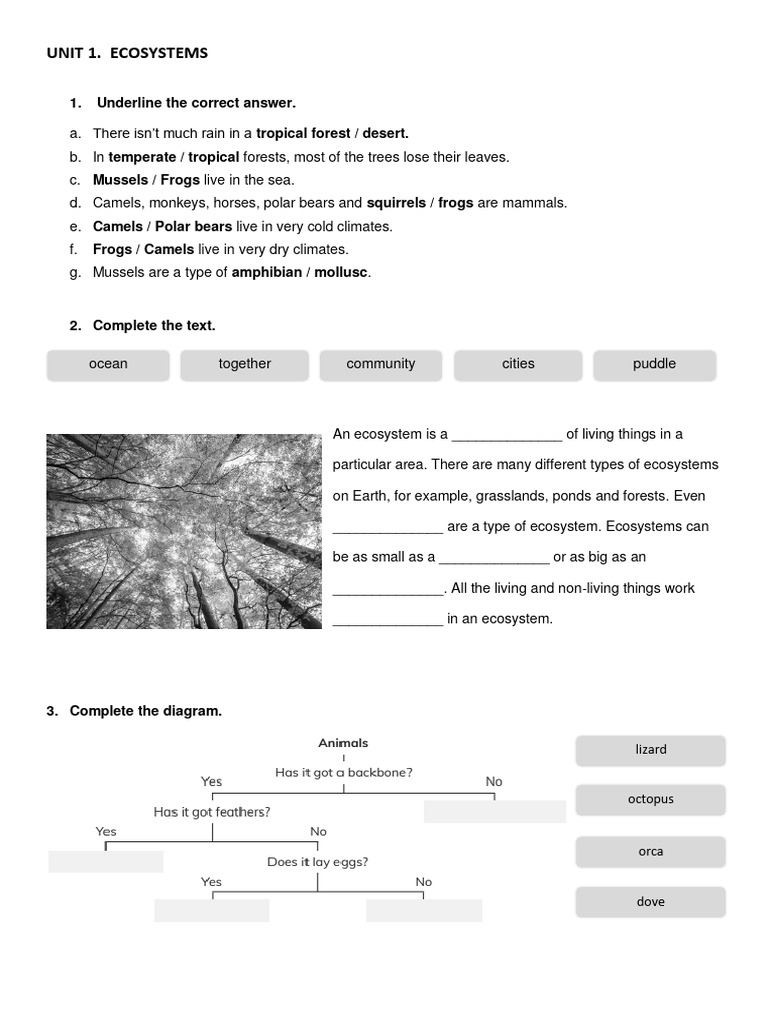 Unit 1 Ecosystems Worksheets | PDF | Ecosystem | Forests