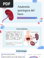 Anatomia Del Bazo | PDF | Bazo | Abdomen