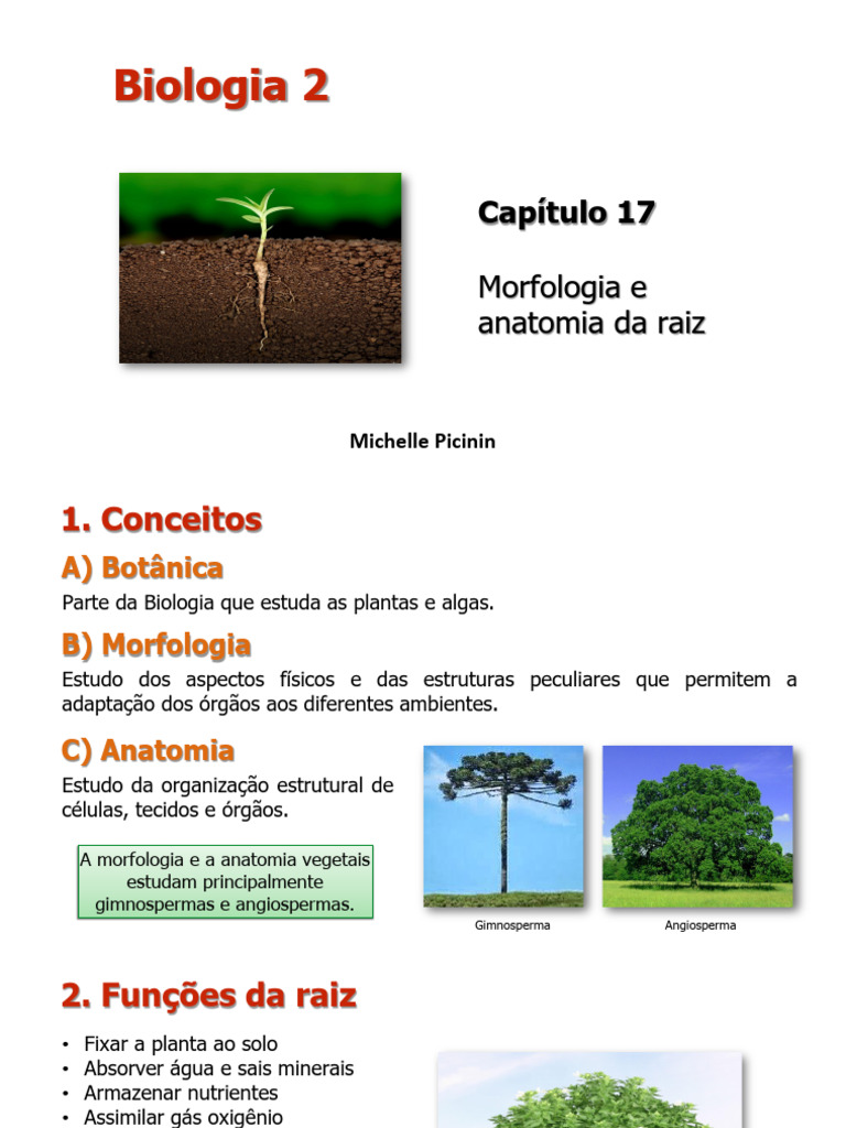 B2C17 - Morfologia e Anatomia Da Raiz | PDF