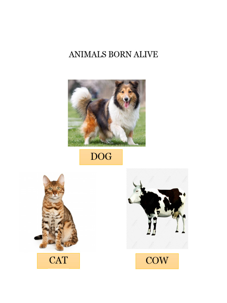 Animals Born Alive Jacob | PDF
