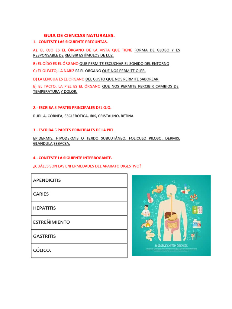Guia de Ciencias Naturales 2do Parcial | PDF | Piel | Digestión