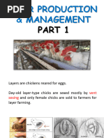 Layer Poultry Farming for Beginners | PDF | Poultry Farming | Chicken