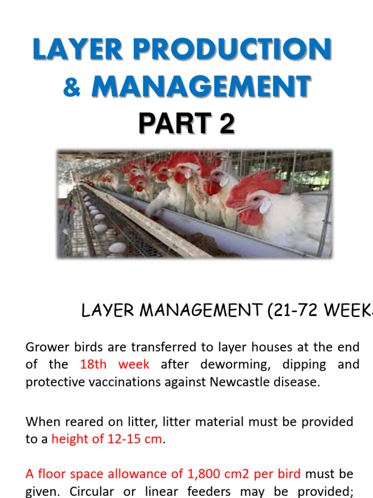 9 - Layer Production Part 2 | PDF | Chicken | Egg
