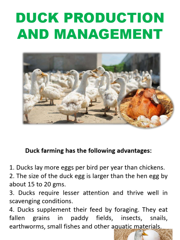 10-Duck Production & MGT | PDF