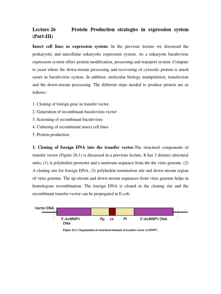 Insect Cell Line | PDF