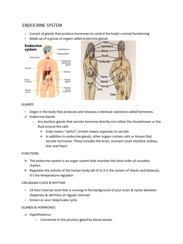 Endocrine System Pdf Endocrine System Pituitary Gland