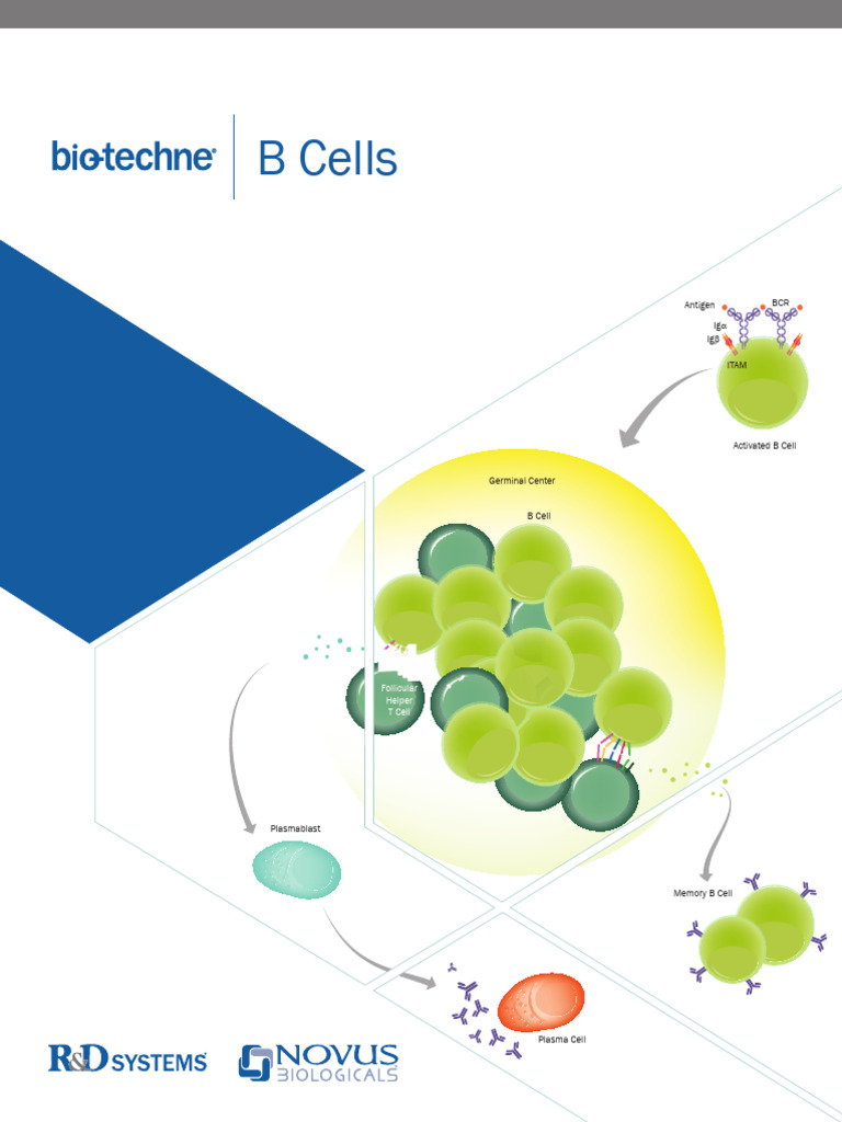 RND Systems Bcells BR | PDF | B Cell | Circulatory System