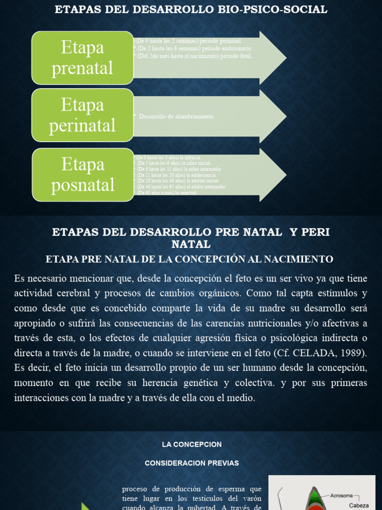 Etapas Del Desarrollo Pre Natal y Peri Natal s3 | PDF | El embarazo | Sexo