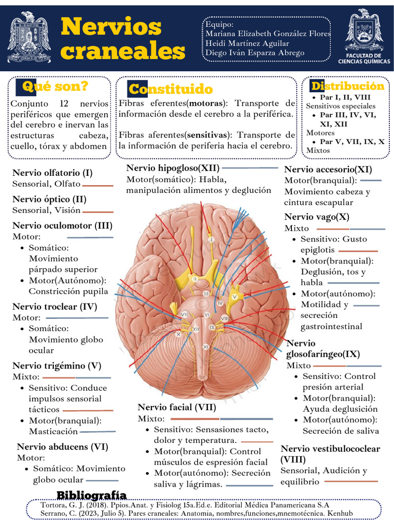 Nervios Craneales | PDF | Nervio | Anatomía