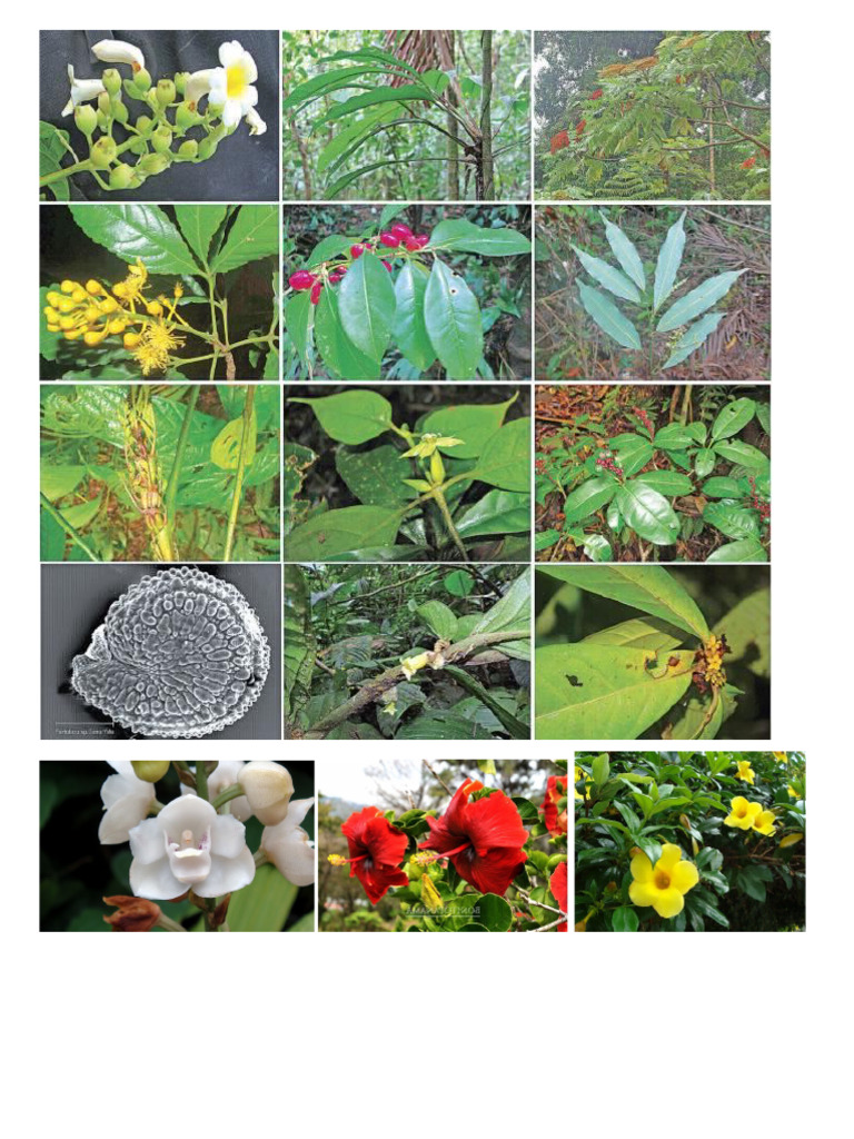 Flora y Fauna Panama | PDF