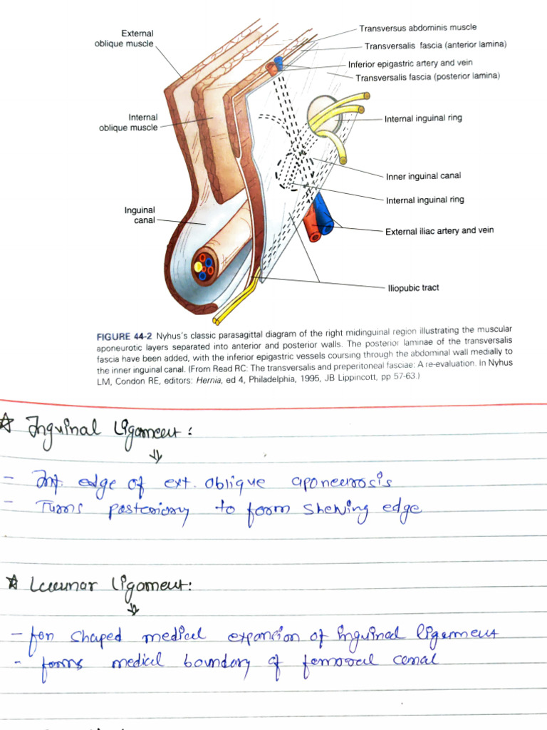 Inguinal Region Anatomy Overview | PDF | Musculoskeletal System | Limbs ...