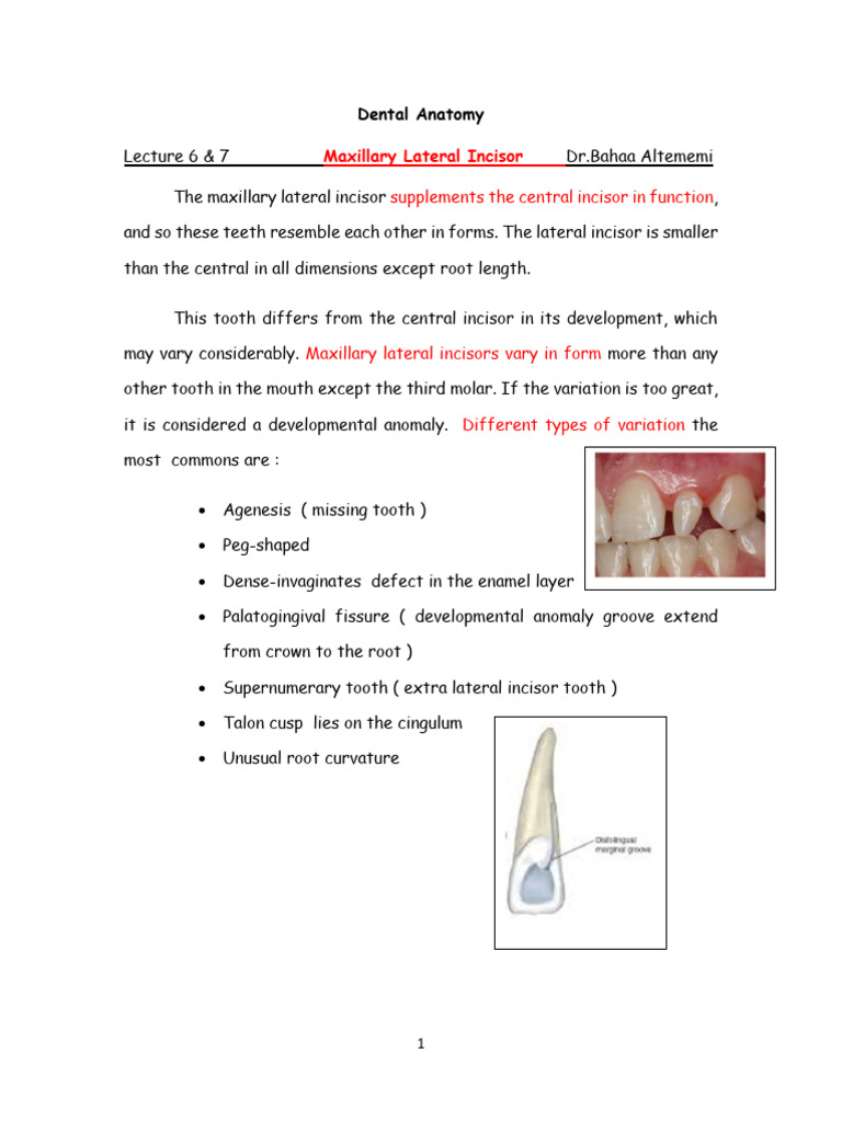 Lec - 6 & 7 Maxillary Lateral Incisor | PDF | Animal Anatomy | Dental ...