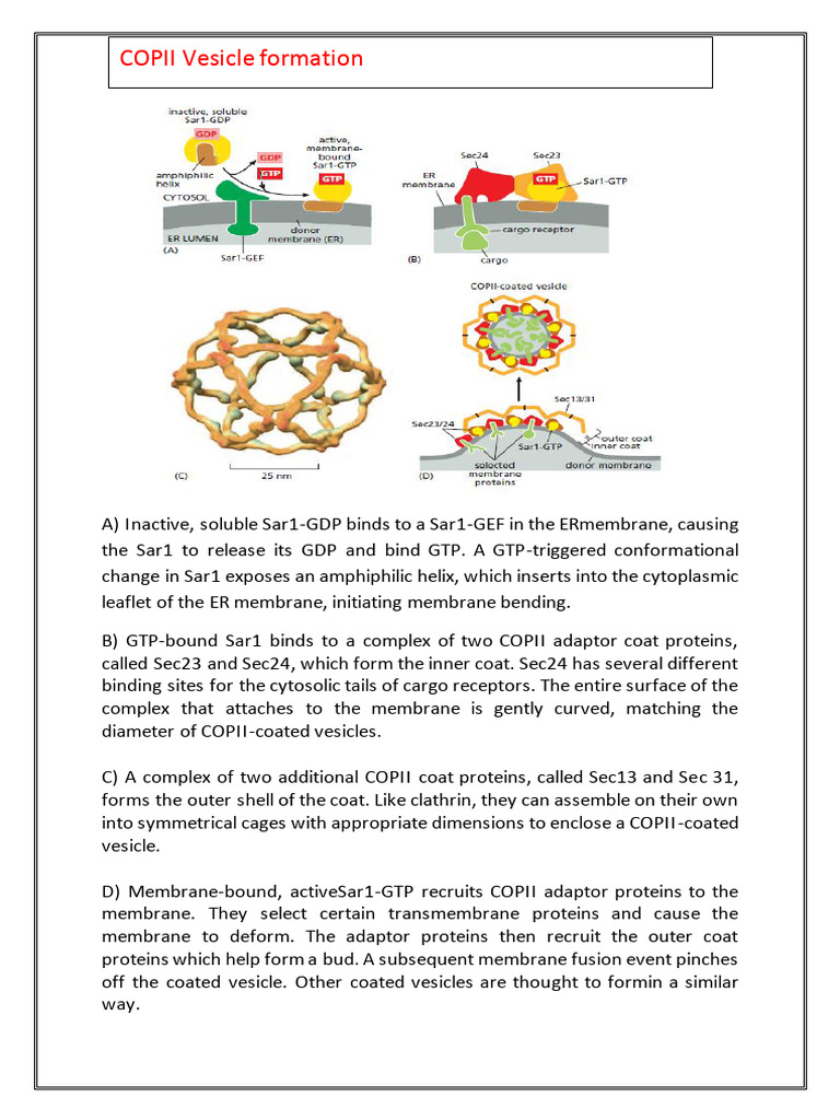 Coated Vesicles Formation | PDF | Vesicle (Biology And Chemistry ...