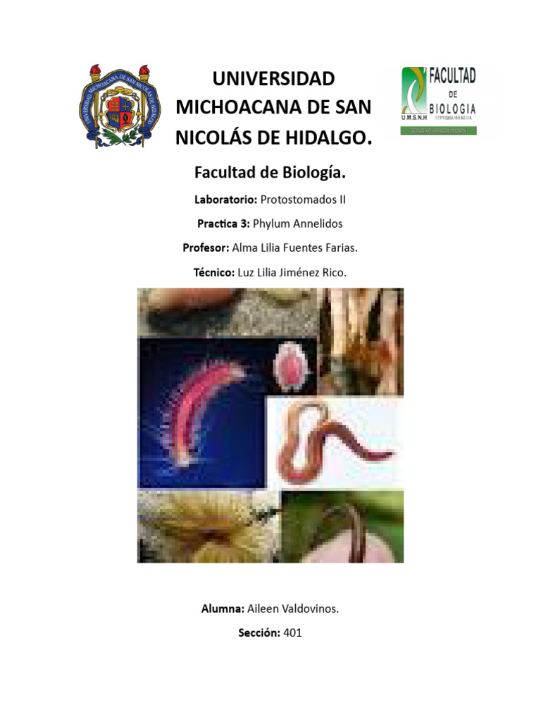 Protostomados - II - Phylum - Annelidos - AV - 2110671D | PDF ...