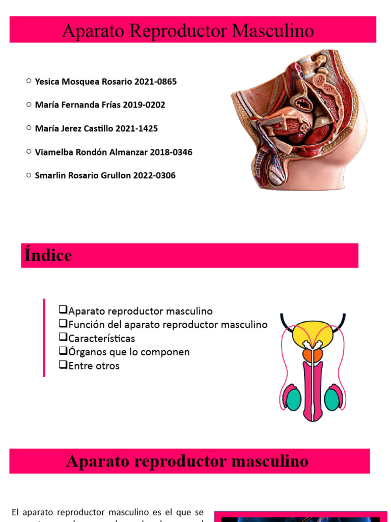 Aparato Reproductor Masculino | PDF | Sistema reproductivo | Fisiologia ...