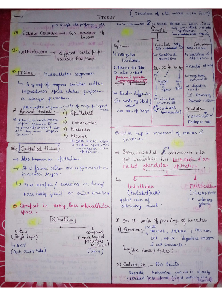 TISSUE COMPLETE NOTES (11TH CHP 7) | PDF