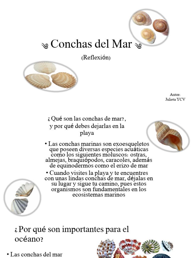 Conchas Del Mar | PDF