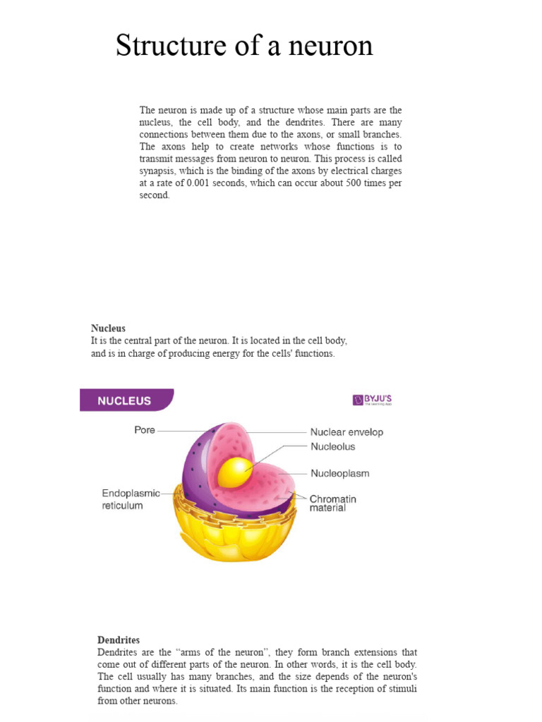 Neuron Structure and Function Explained | PDF | Axon | Neuron
