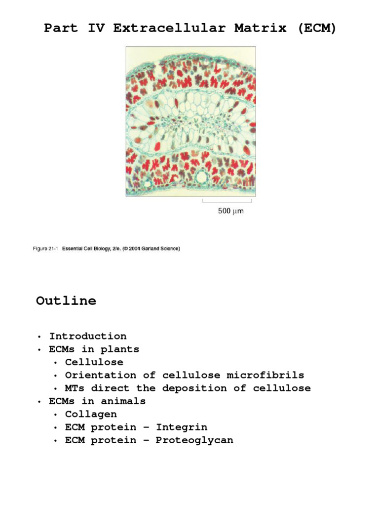 Extracellular Matrix | PDF
