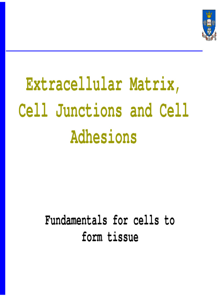 Lecture 4 Extracellular Matrix Junction Adhesion | PDF | Extracellular Matrix | Cell Adhesion