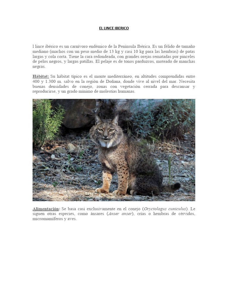 El Lince Iberico | PDF