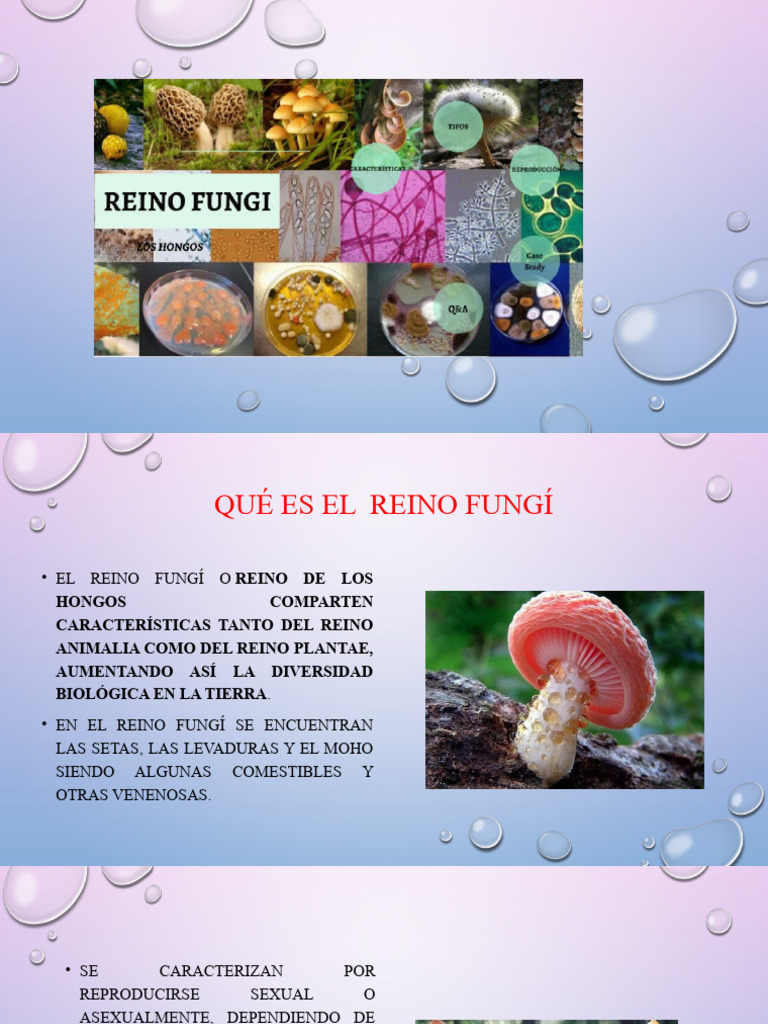 Qué Es Reino Fungi Diapositivas | PDF | Hongo | Biología