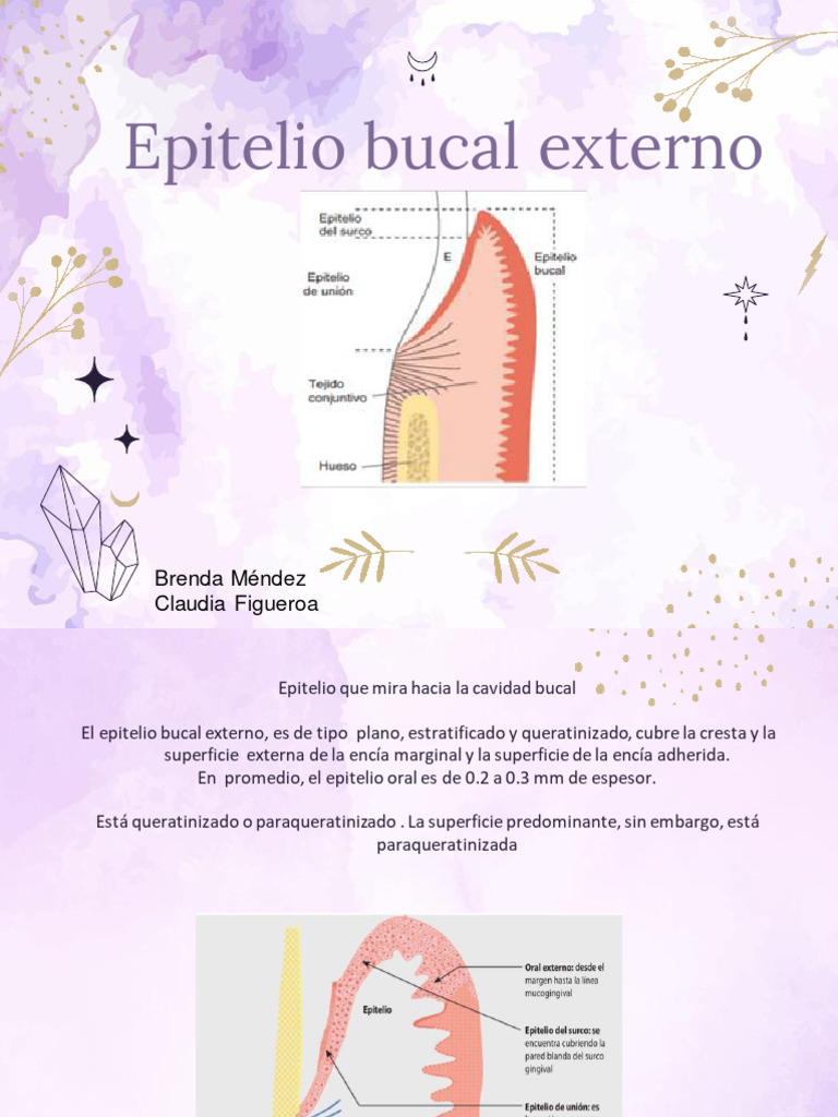 Epitelio Bucal Externo | PDF | Epitelio | Tejido (biología)