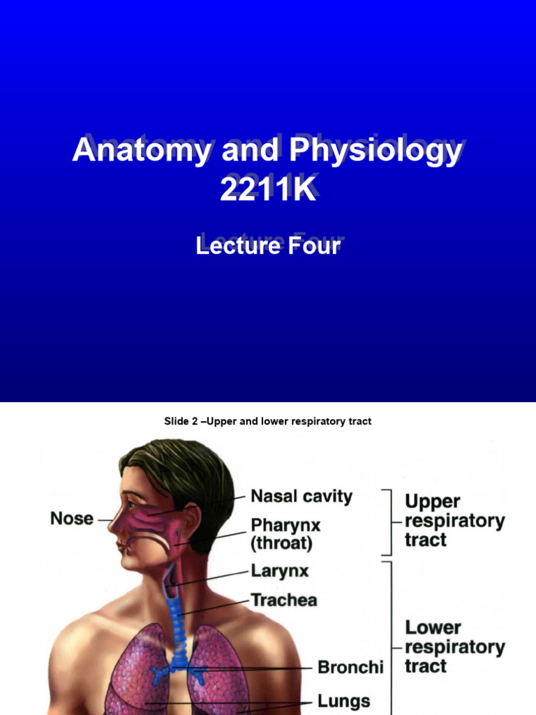 Anatomy and Physiology 2211K - Lecture 4 - Slides | PDF | Human Nose | Lung