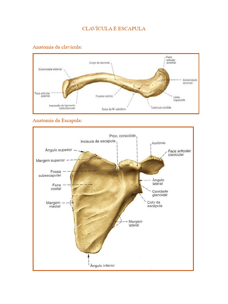 Clavícula e Escapula | PDF