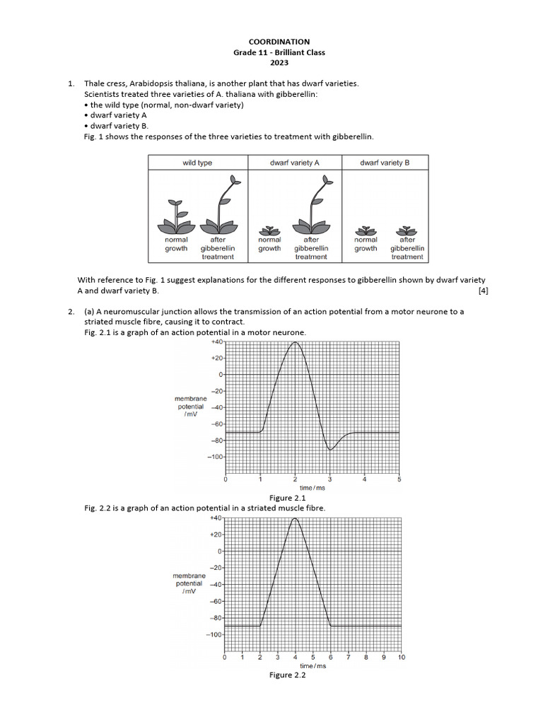 Coordination - Soal 2023 | Download Free PDF | Axon | Neuron