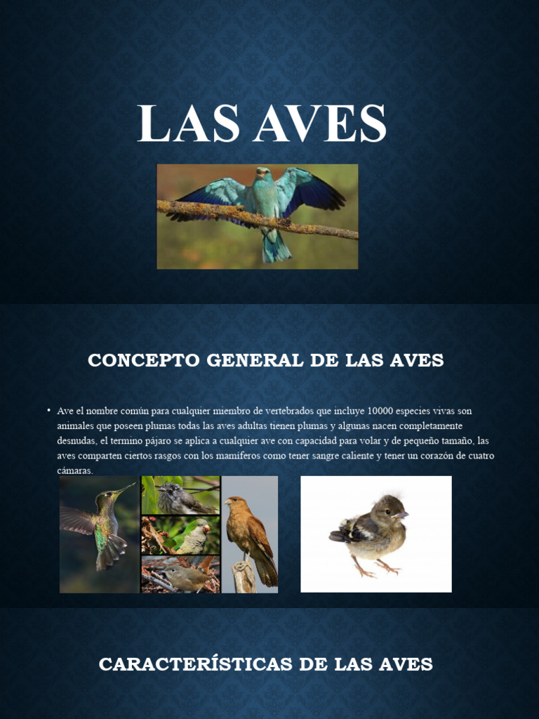 Las Aves | PDF | Aves | Búho