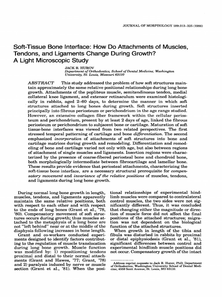 Soft Tissue Bone Interface How Do Attachments of Muscles 1986 | PDF | Bone | Knee