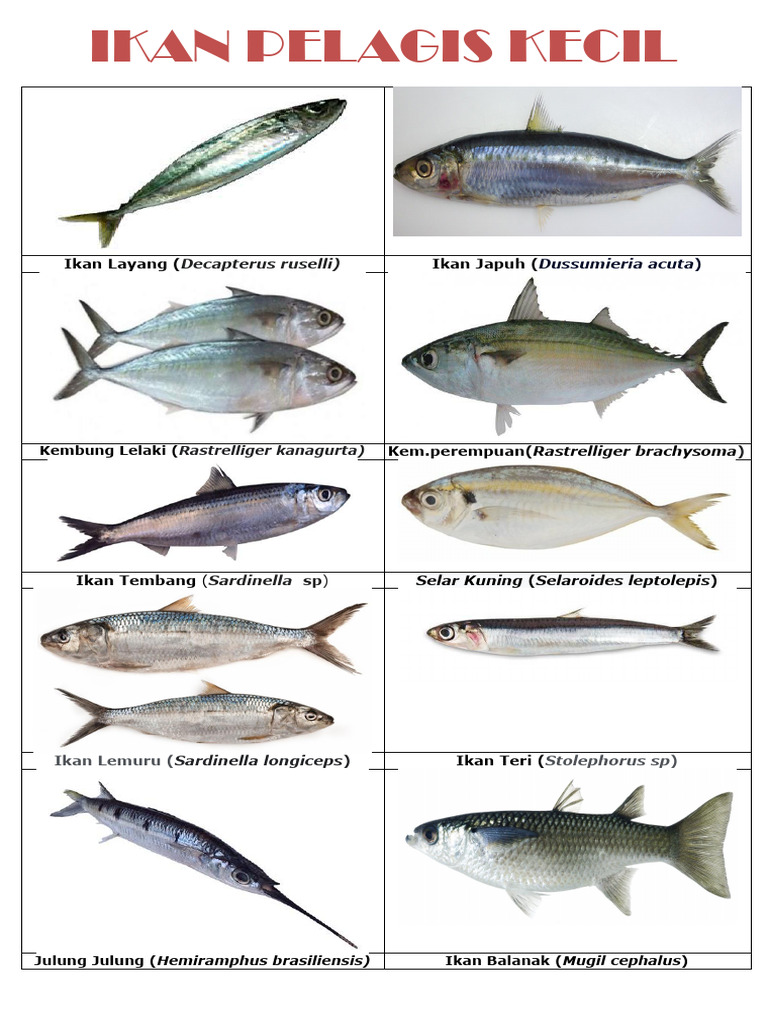 KLP Satu Jenis Ikan Pelagis Kecil (Perikanan Tangkap) | PDF