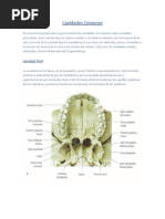 Cavidad Orbitaria, Pterigoidea, Tempora, Fosas Nasales, Pterigomaxilar ...